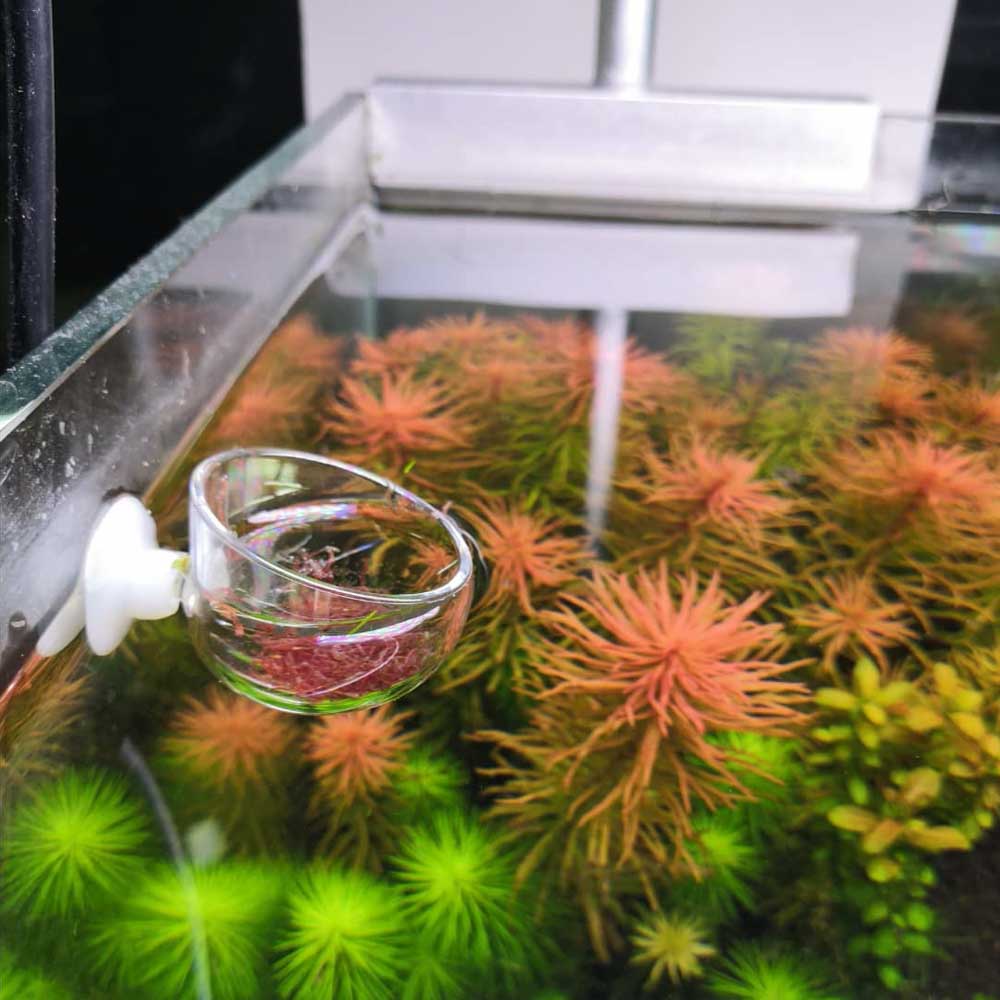 Aquarium Accessories Acrylic Red Worm Feeder Cup Fish Food – Shrimpoly