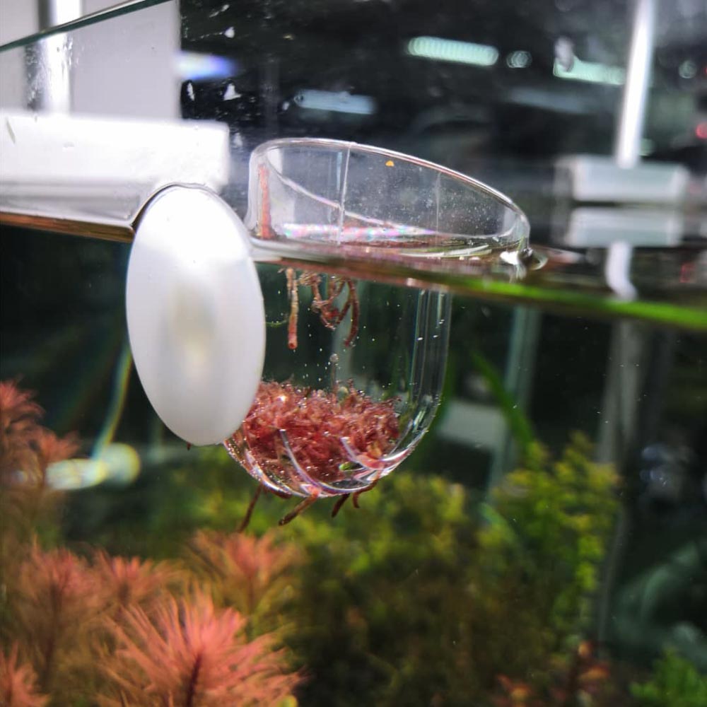 Acrylic Fish Feeder Bowl Feeding Ring – Shrimpoly