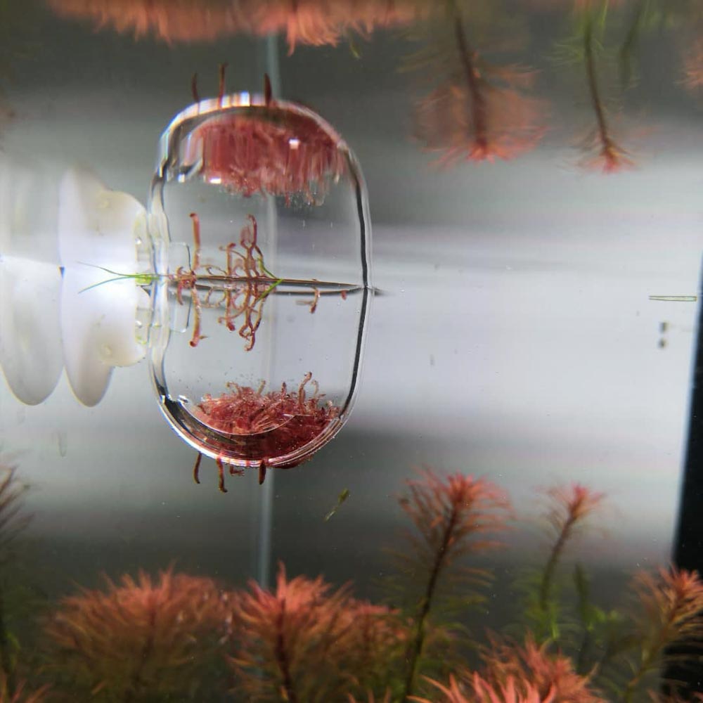 Aquarium Accessories Acrylic Red Worm Feeder Cup Fish Food – Shrimpoly