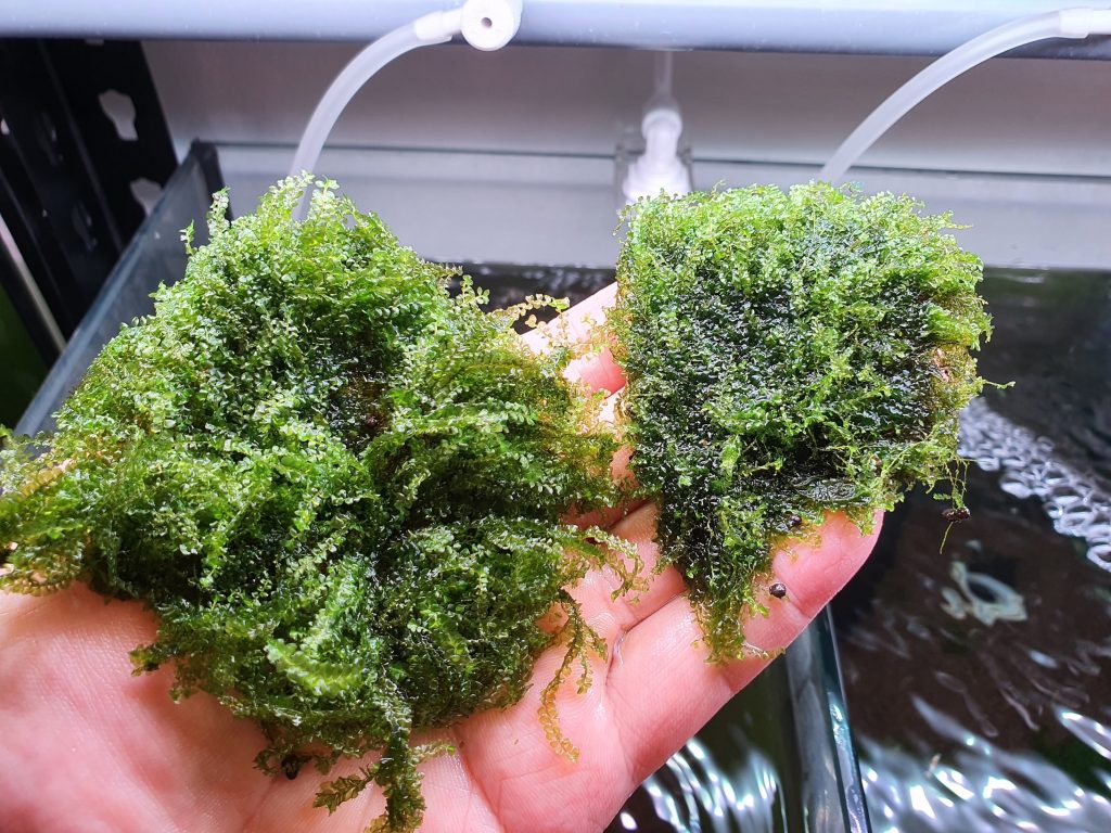 [Shrimp Safe] Submersed Crystal Moss Aquarium Aquatic Plants – Shrimpoly