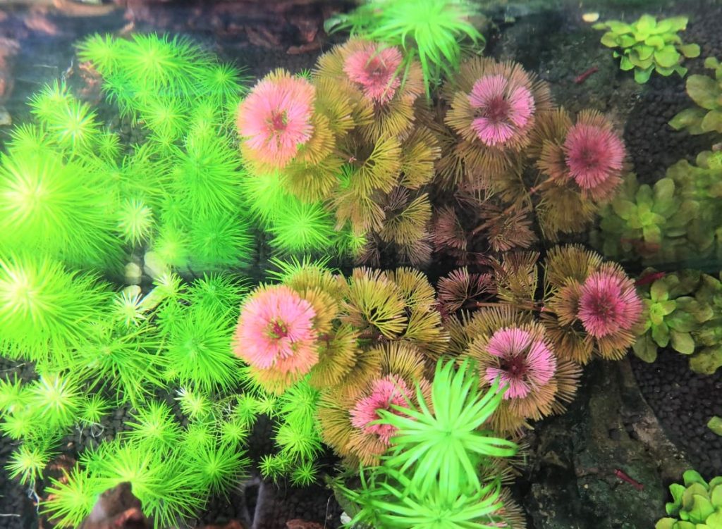 [Shrimp Safe] Submersed Red Cabomba Aquatic Plant – Shrimpoly