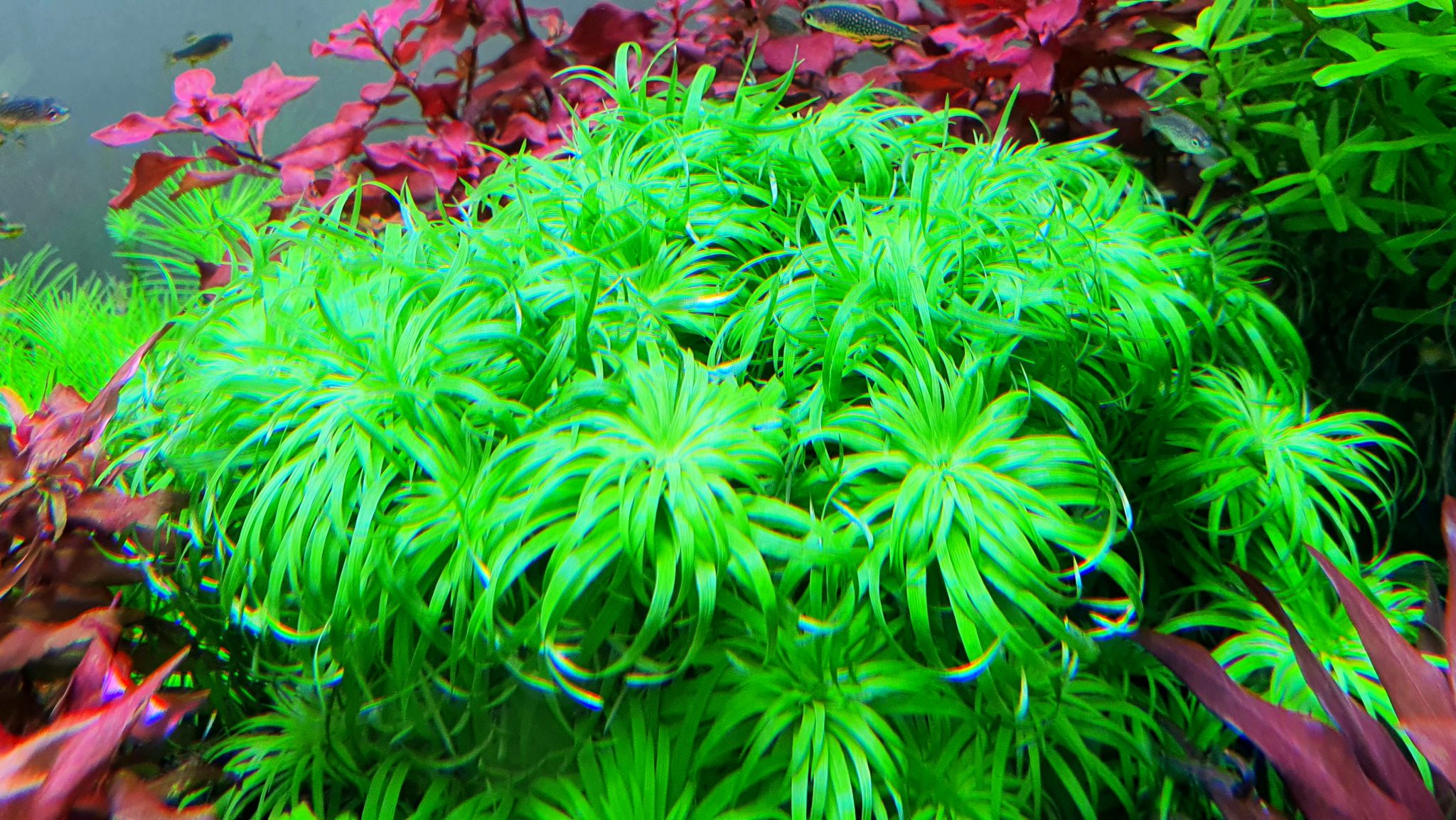 [Shrimp Safe] Submersed Syngonanthus SP Belem Aquatic Plant 谷精太阳草 ...