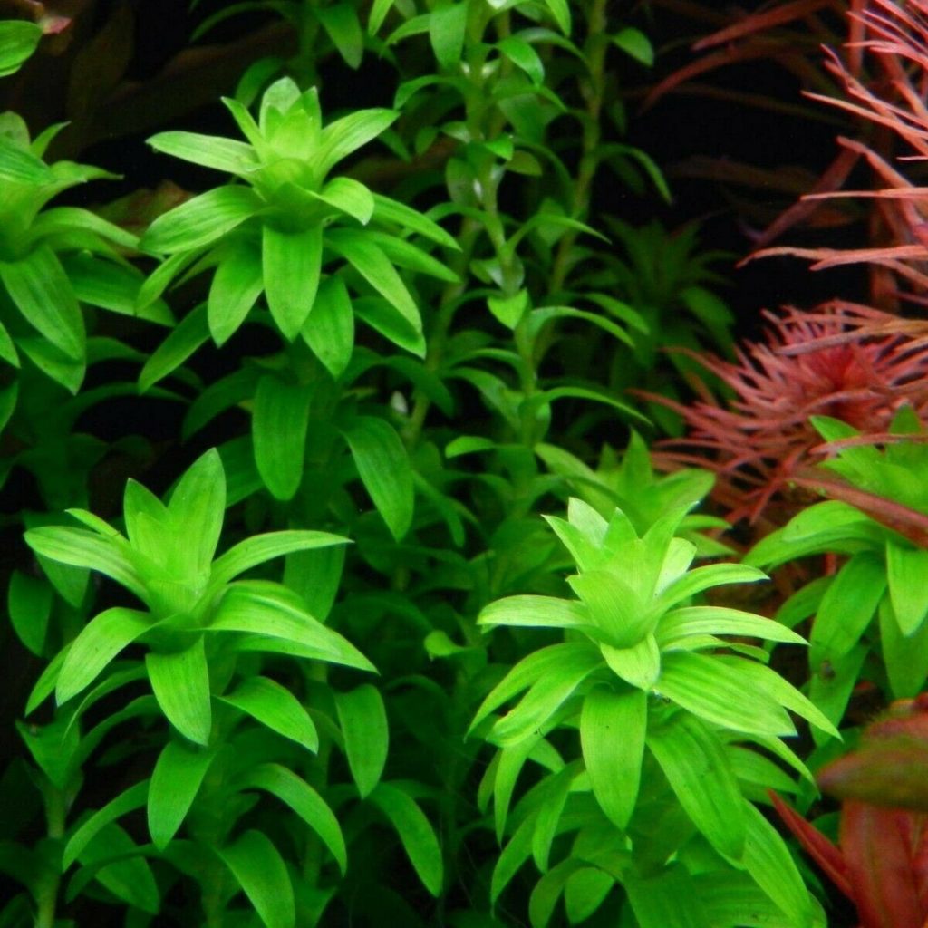 [Shrimp Safe] Submerged Tonina Fluviatilis Aquatic Plant 宽叶太阳 – Shrimpoly